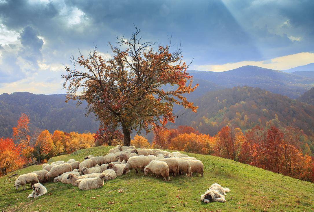 Home - Wild Romania - Wild Romania - Incoming Travel Agency